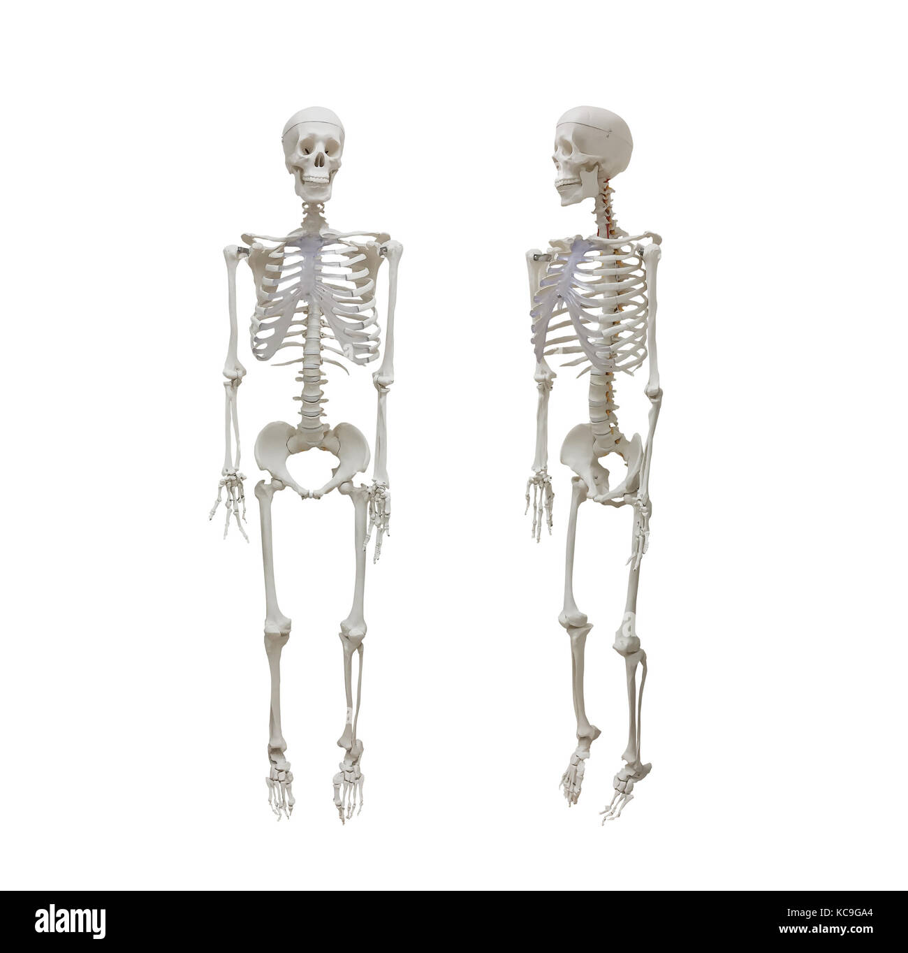 Human skeleton isolated on white background, healthcare and medical ...