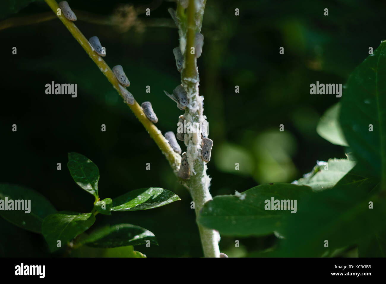Close-Up Of Plant Covered In White Aphid Larvae During Summer Stock ...