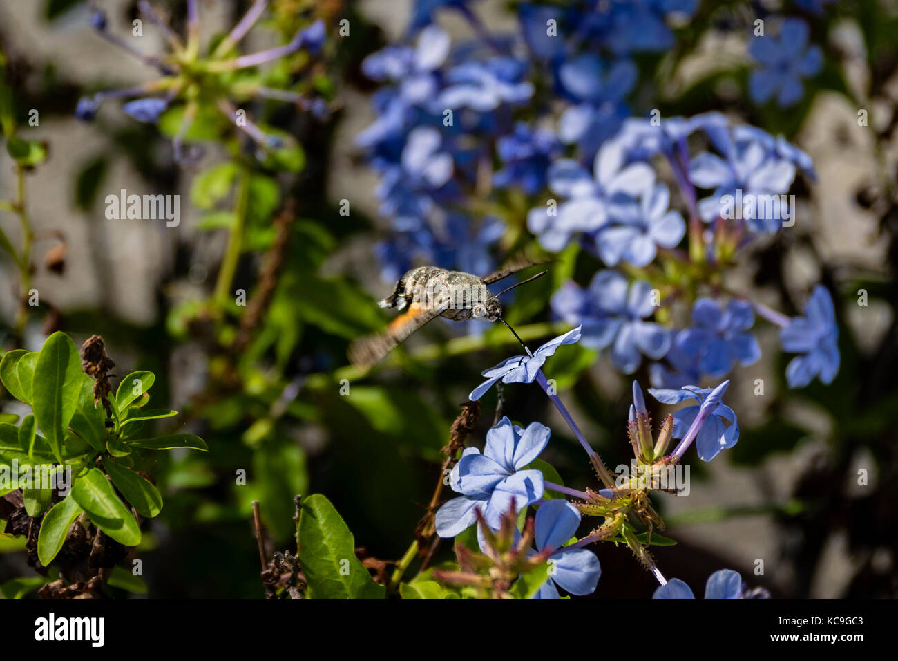 Hummingbird pollination flower hi-res stock photography and images - Alamy
