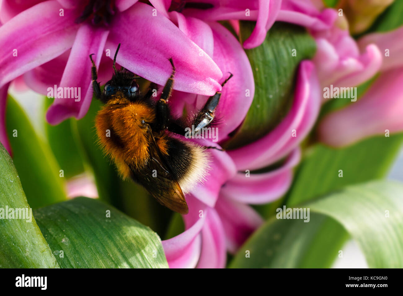 Bumblebee with pollen hi-res stock photography and images - Alamy