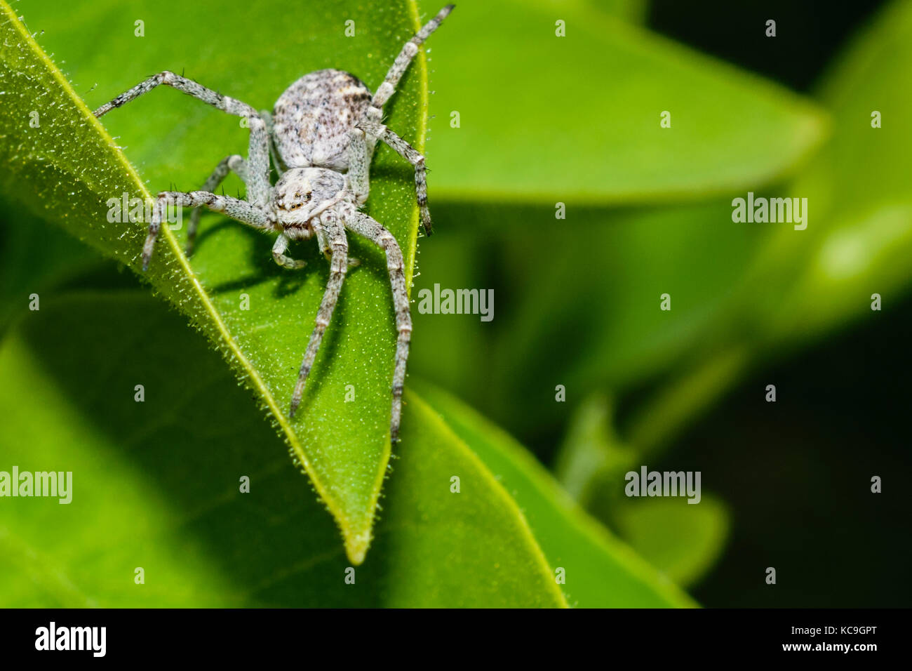 White spider hi-res stock photography and images - Alamy
