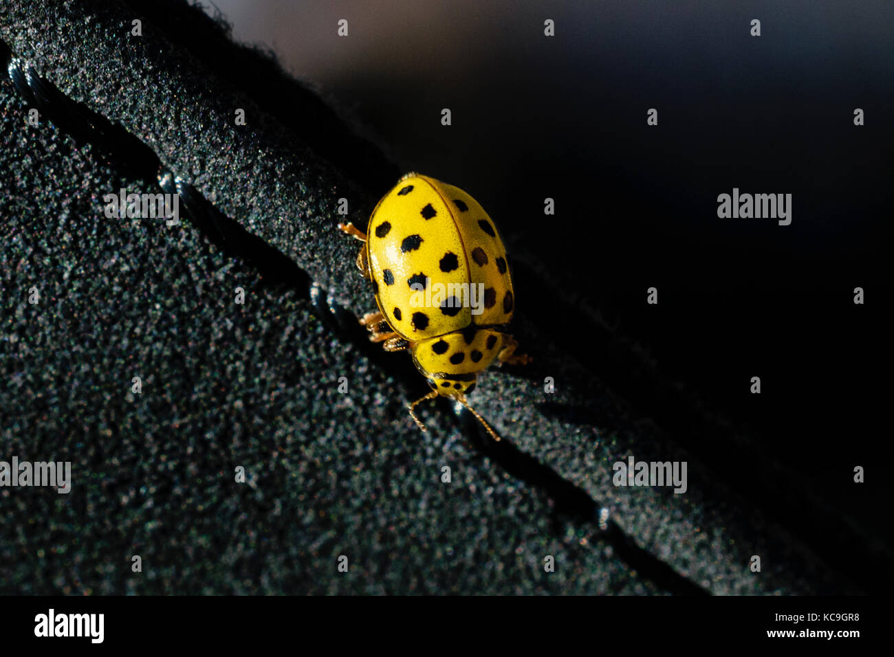 Extreme Close-Up Of Yellow Ladybug Or Coccinella Septempunctata On ...
