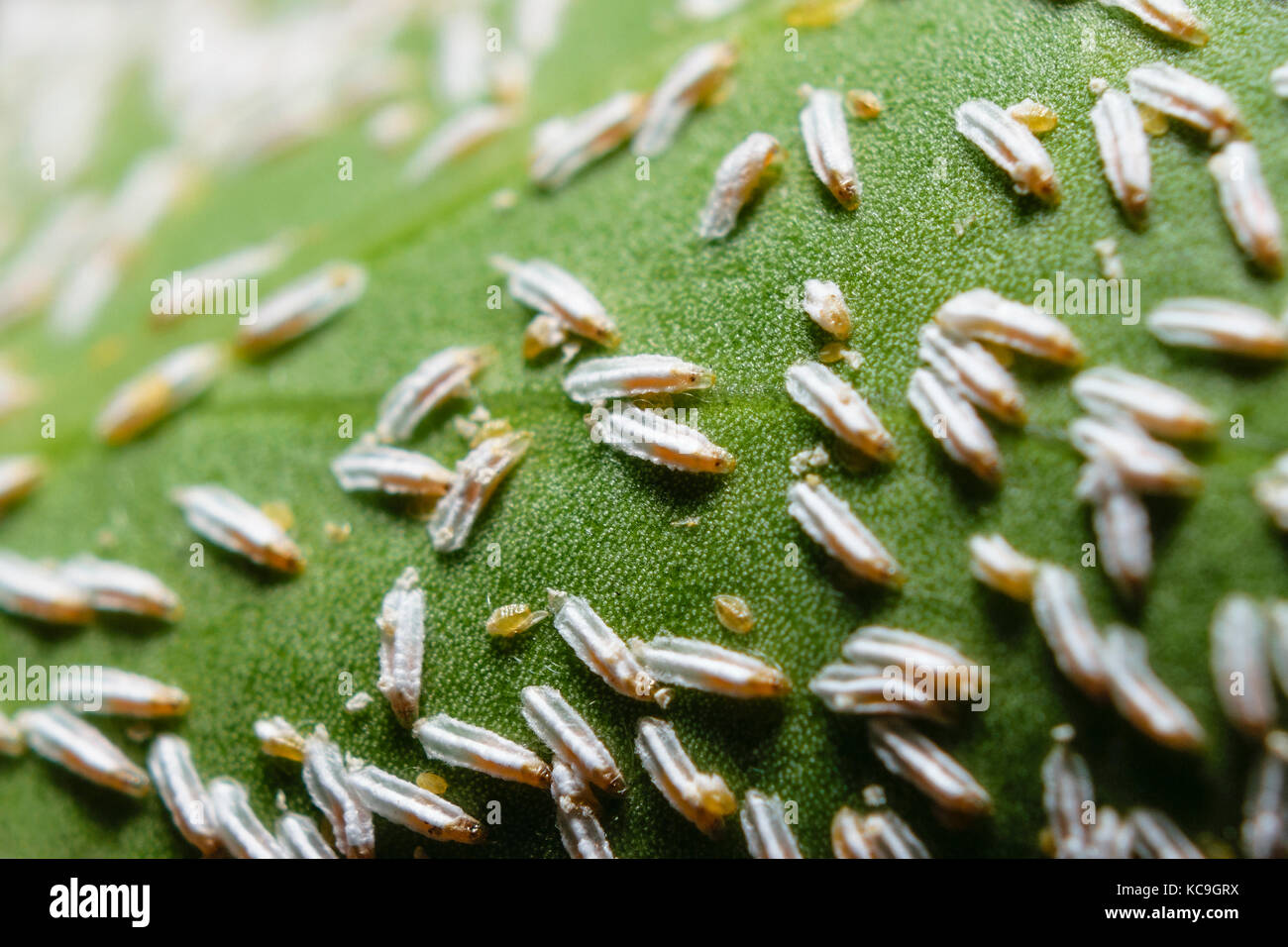 Insect Eggs Identification