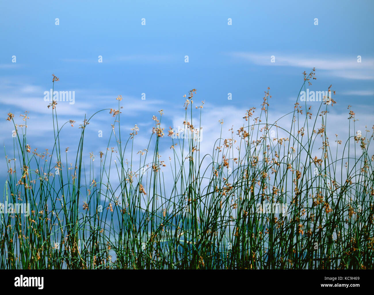 Plants at river Stock Photo - Alamy