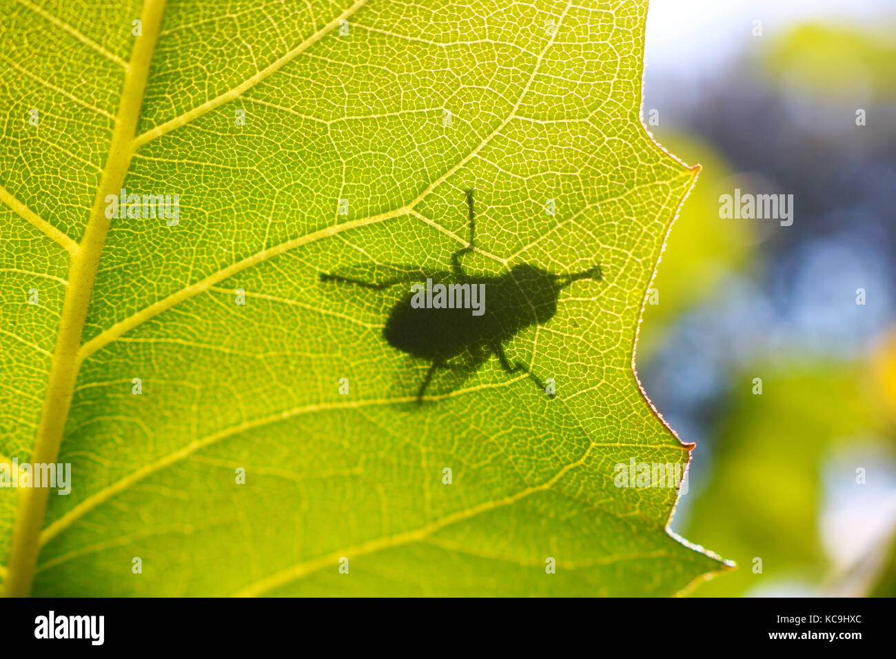 Blow fly hi-res stock photography and images - Alamy