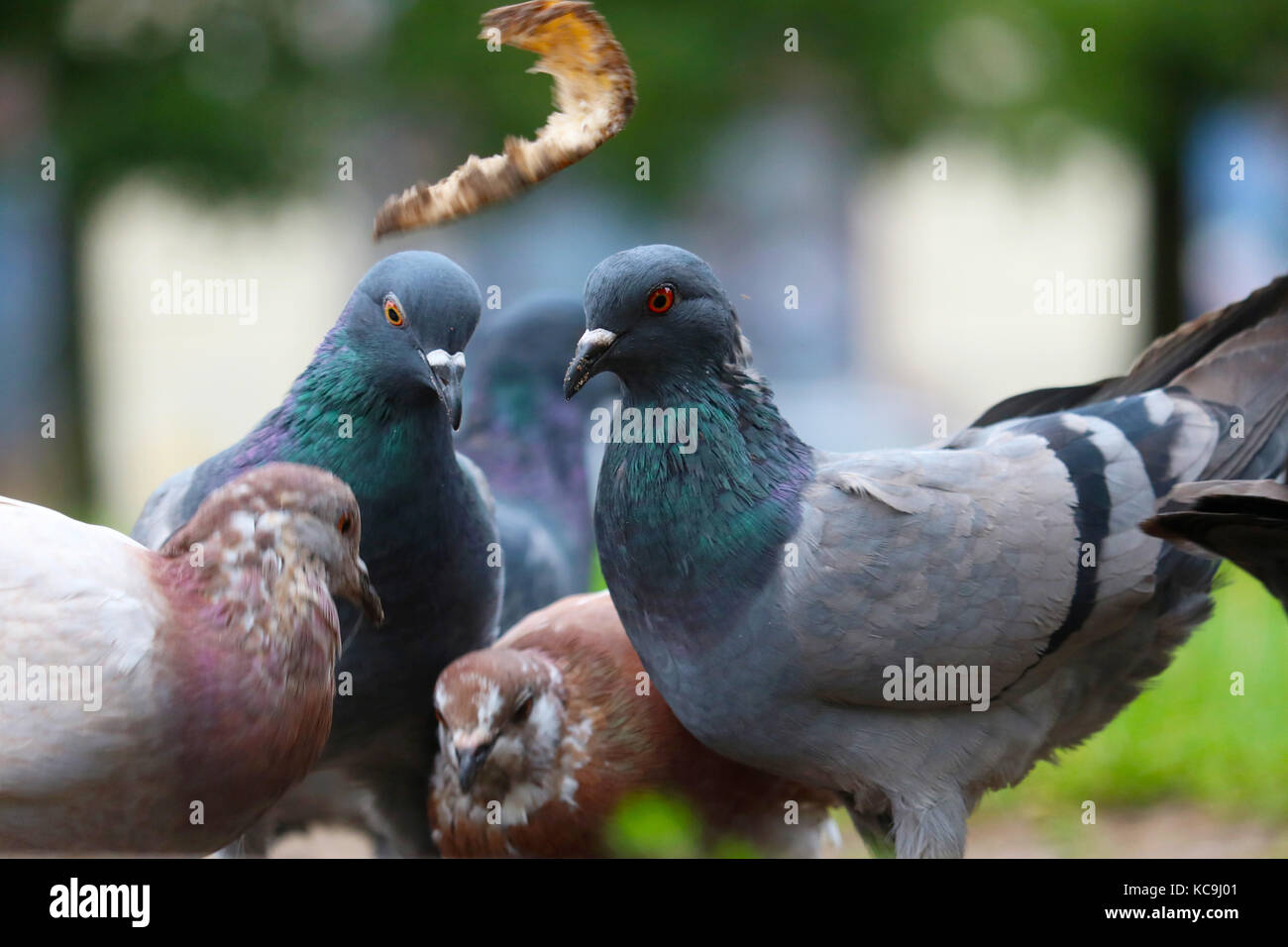 group of pigeons sitting on the ground fighting struggling for food ...