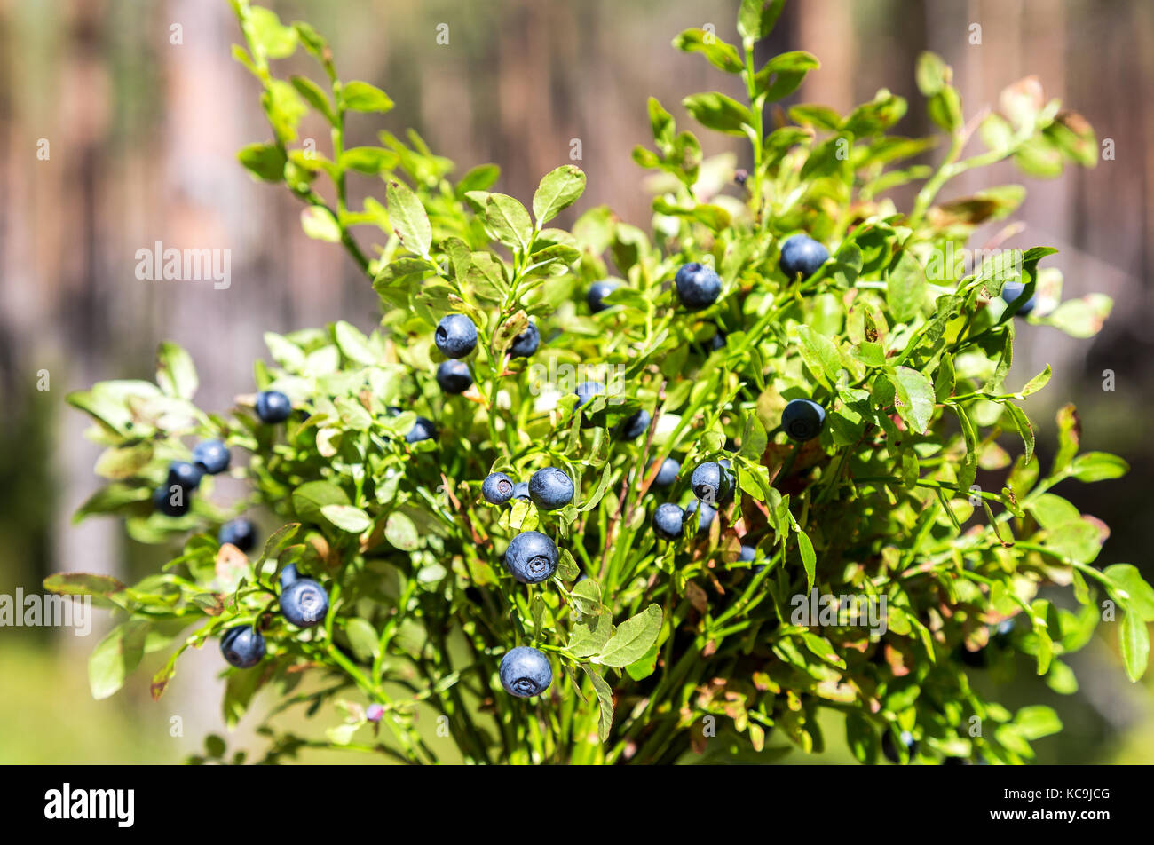 Wild blueberry bush hi-res stock photography and images - Alamy