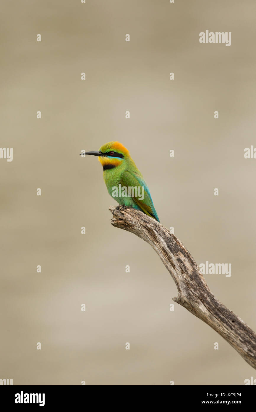 Australian rainbow bee eater hi-res stock photography and images - Alamy