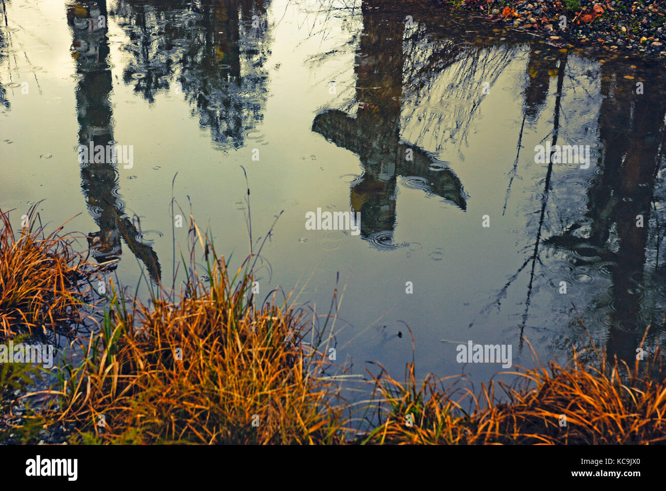 Totem pole reflection in a pond in Stanley Park, Vancouver, BC Stock ...