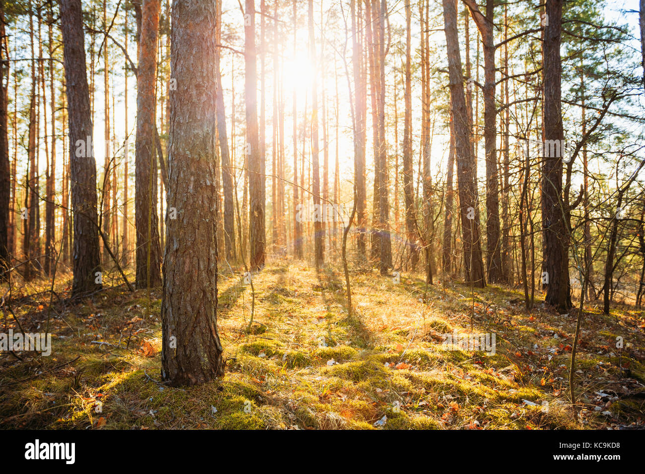 Sunset Sunrise In Autumn Forest Trees. Nature Woods. HDR Stock Photo ...