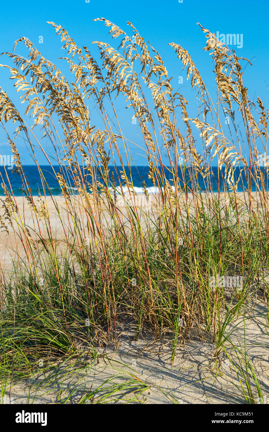 Sea oats dune High Resolution Stock Photography and Images - Alamy