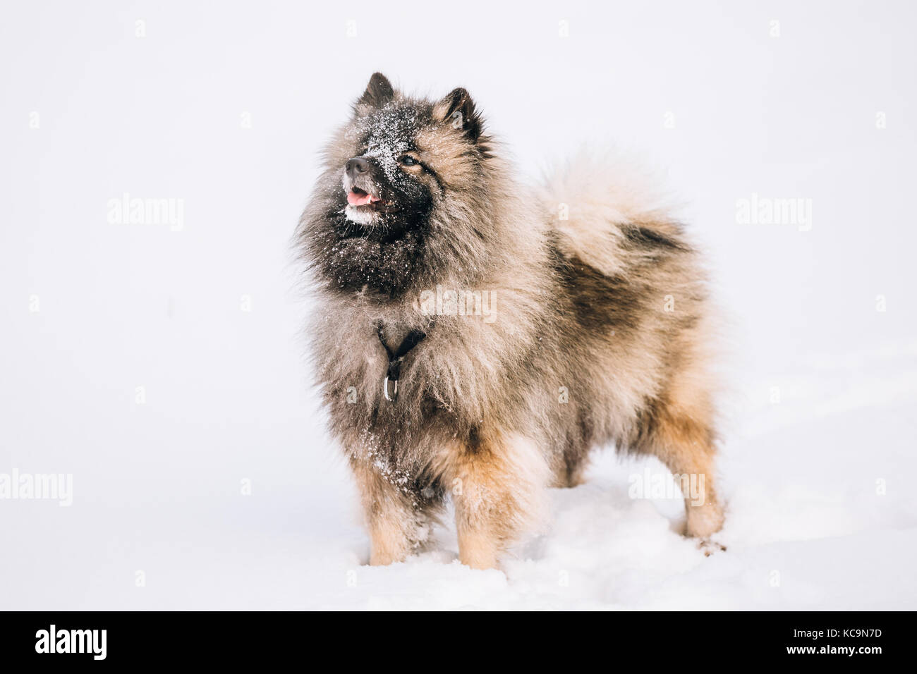 Young Keeshond, Keeshonden Dog Play In Snow, Winter Park Stock Photo ...