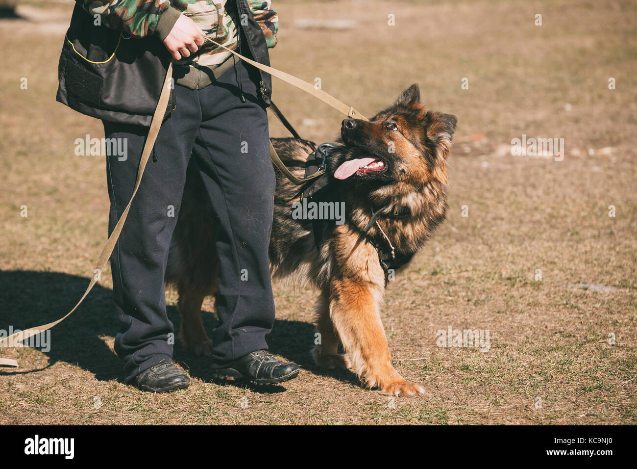 German Shepherd On Obedience Dog Training. Alsatian Wolf Dog. Deutscher ...