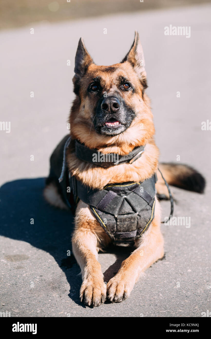 Alsatian german shepherd dog hi-res stock photography and images - Alamy