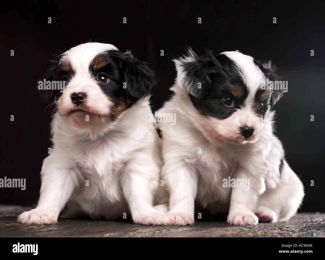 Puppy. Close-up portrait Stock Photo - Alamy
