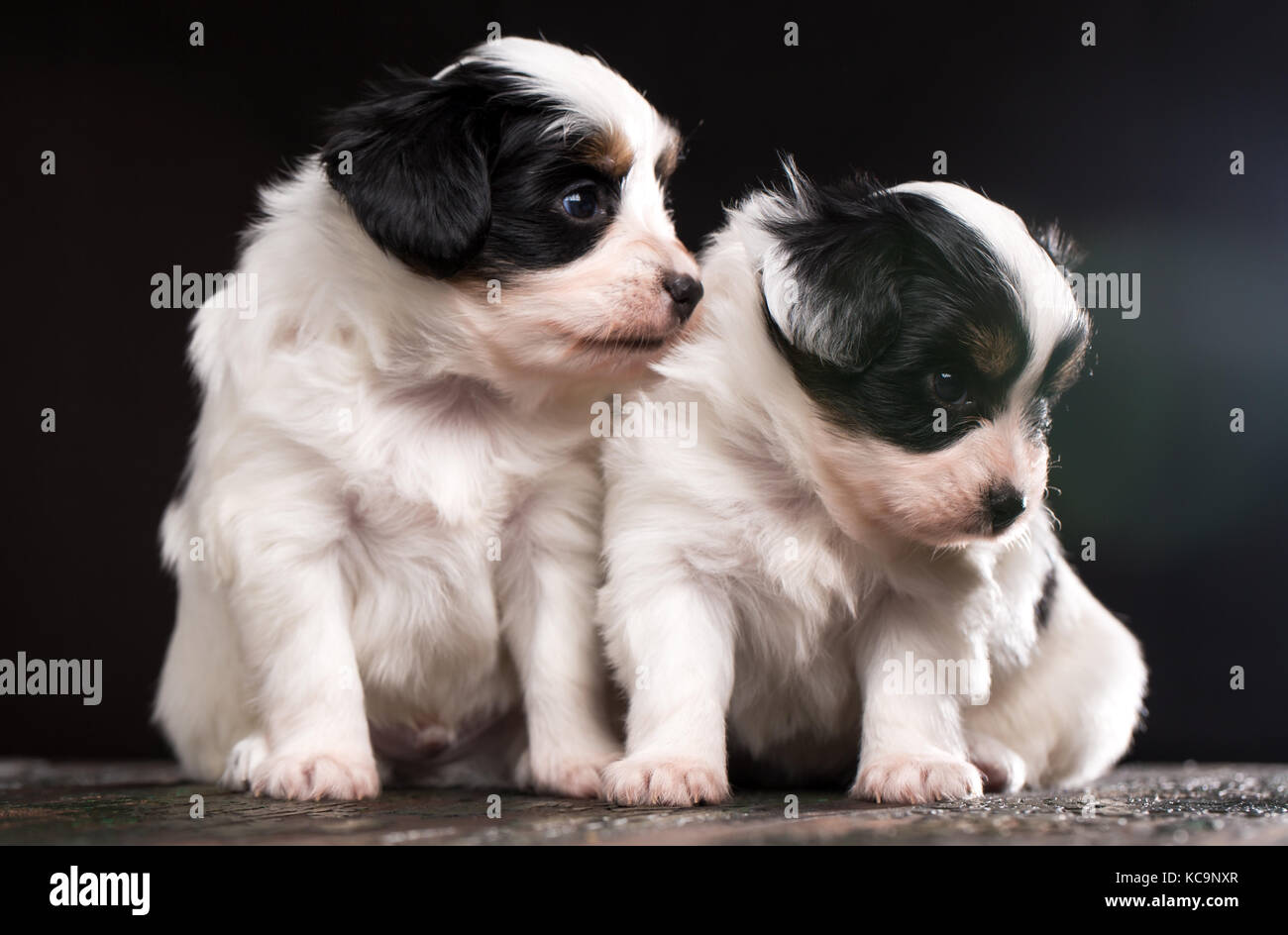 Little cute papillon puppies hi-res stock photography and images - Alamy