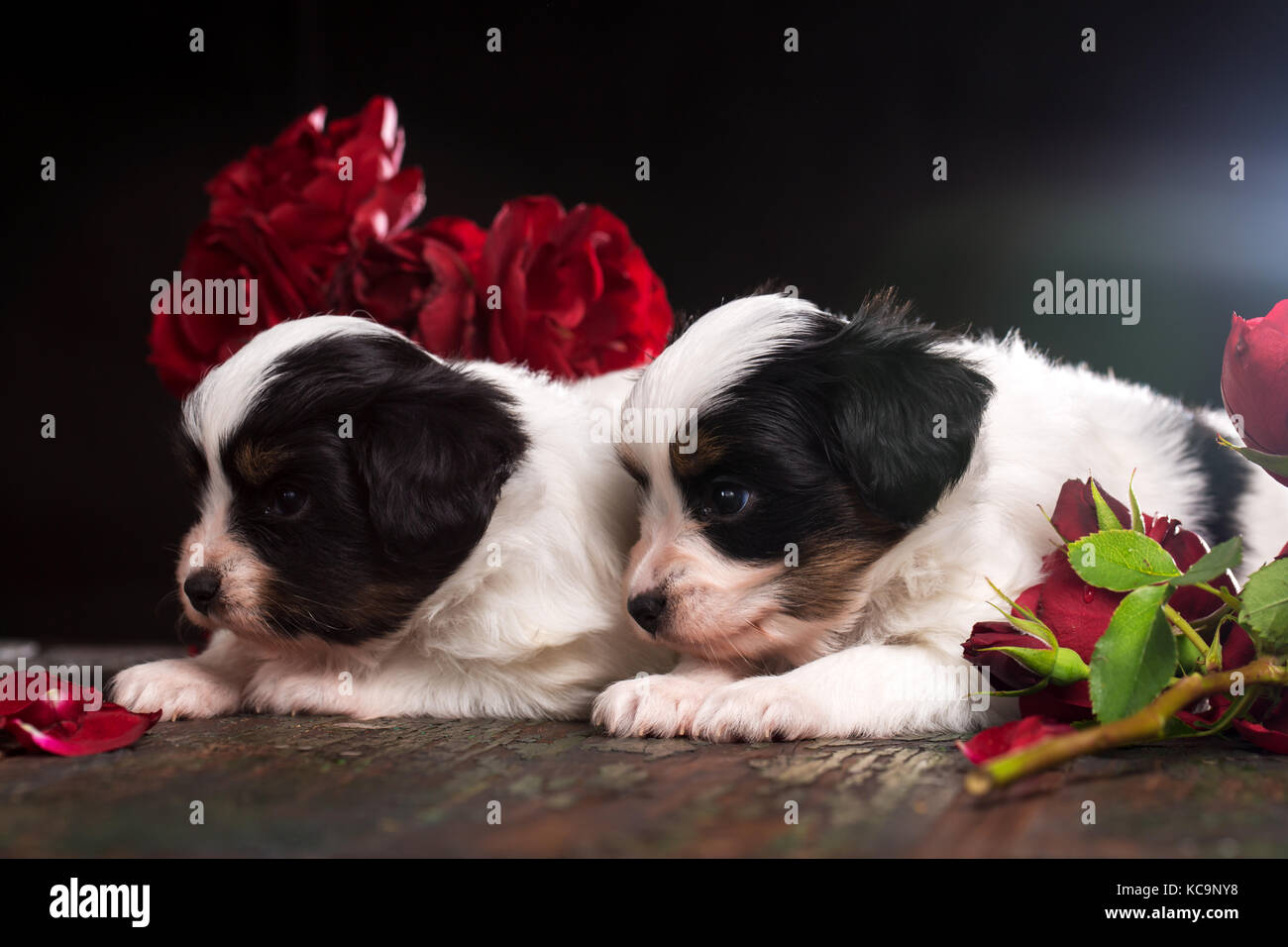 Canine roses hi-res stock photography and images - Alamy