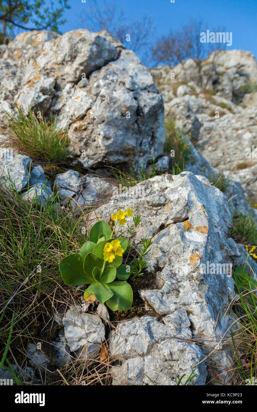 Primula auricula, often known as auricula, mountain cowslip or bear's ...