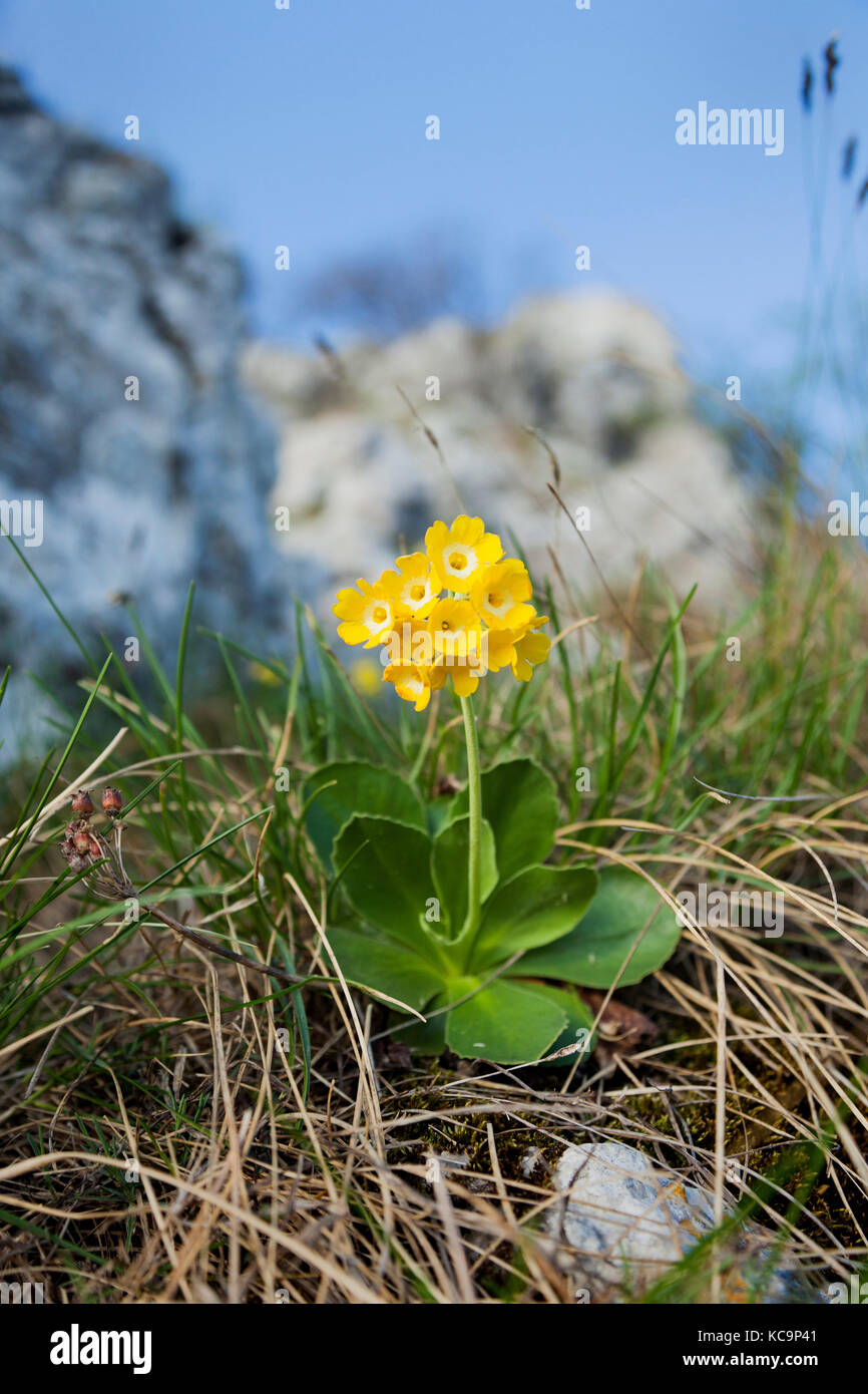 Primula auricula, often known as auricula, mountain cowslip or bear's ...