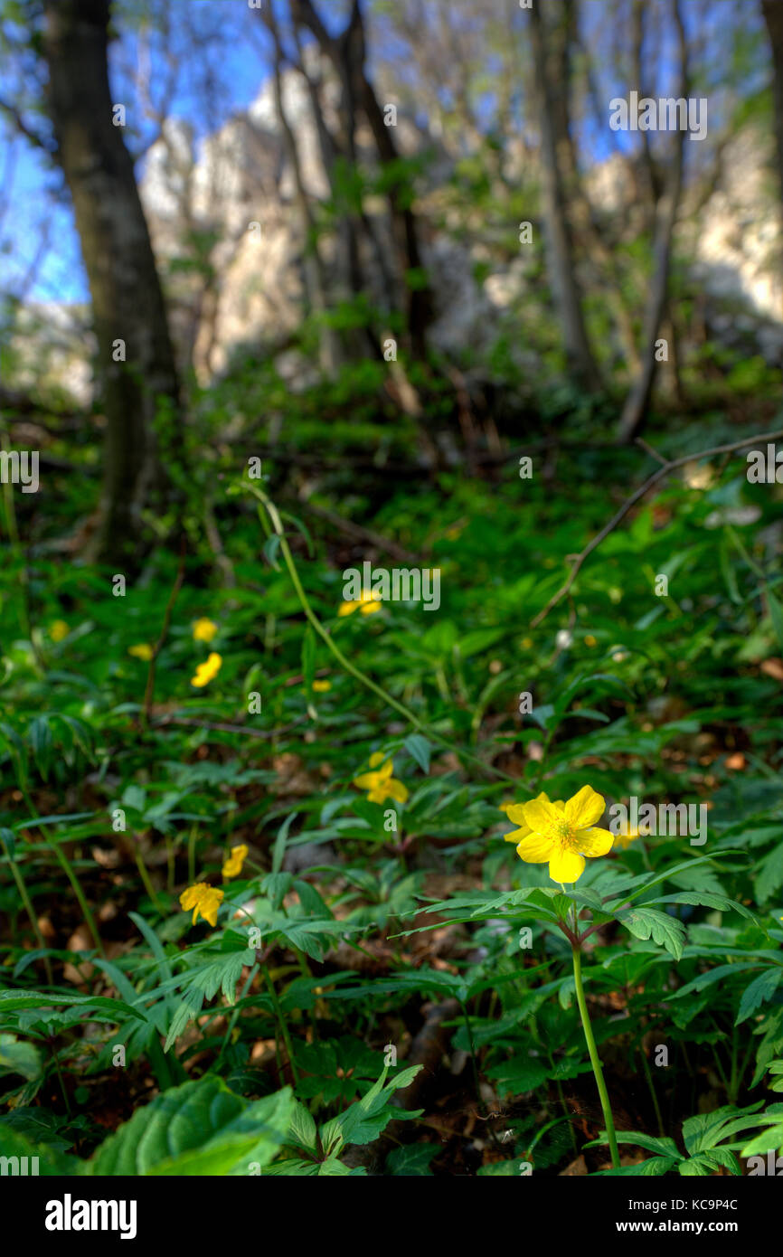 Kalnik mountain, Croatia Stock Photo - Alamy