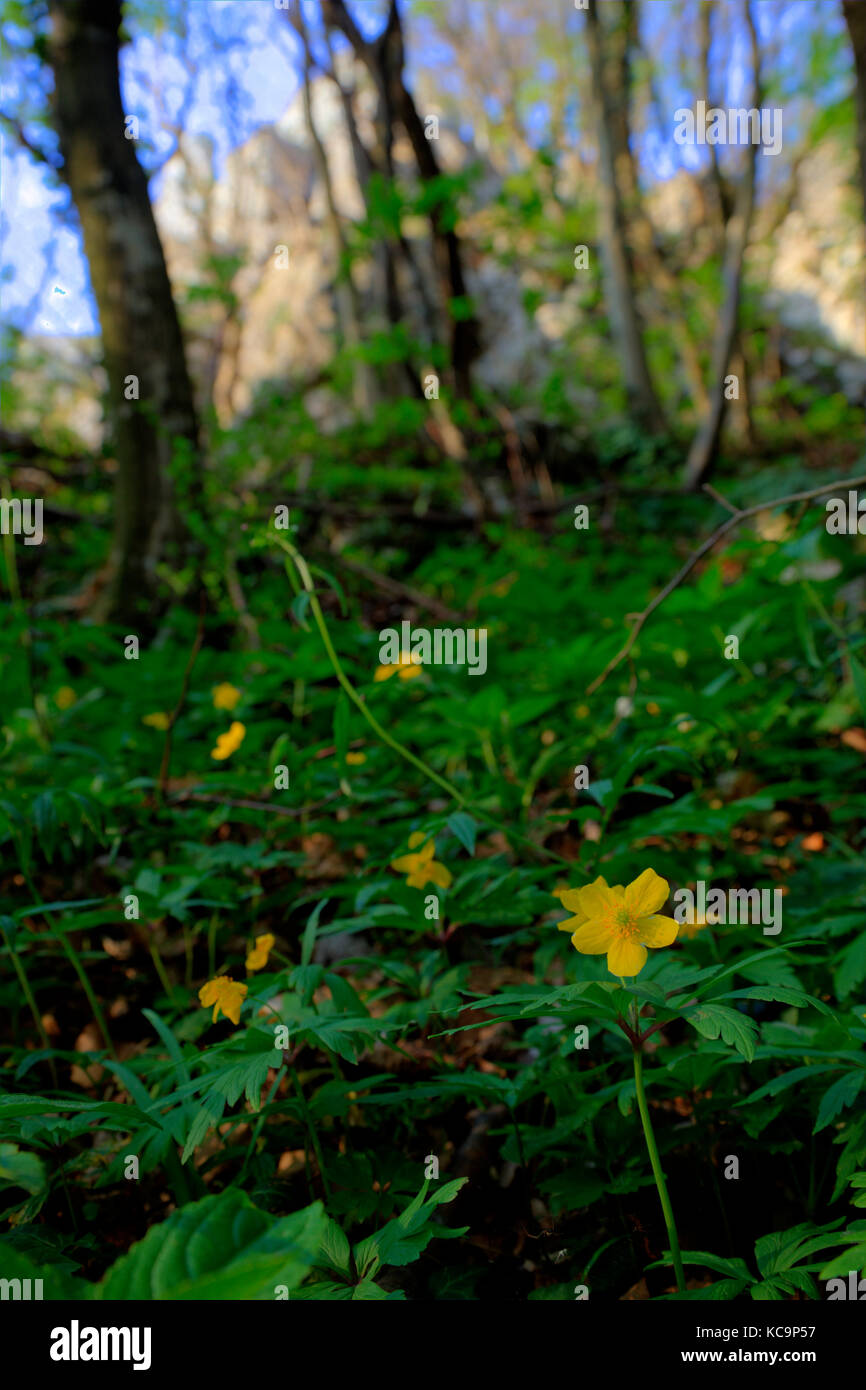 Kalnik mountain, Croatia Stock Photo - Alamy