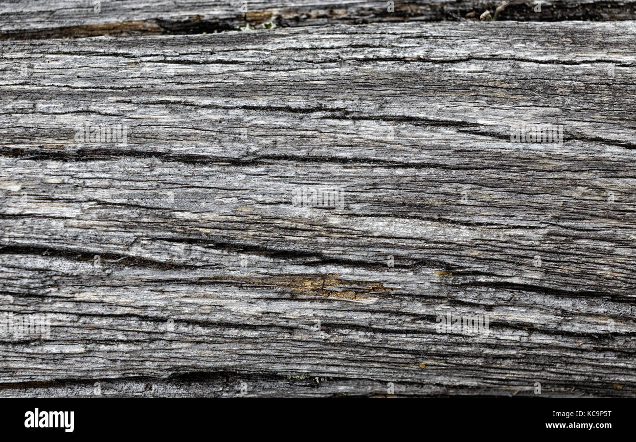 The structure of an old pine tree trunk burnt in a forest fire as the ...