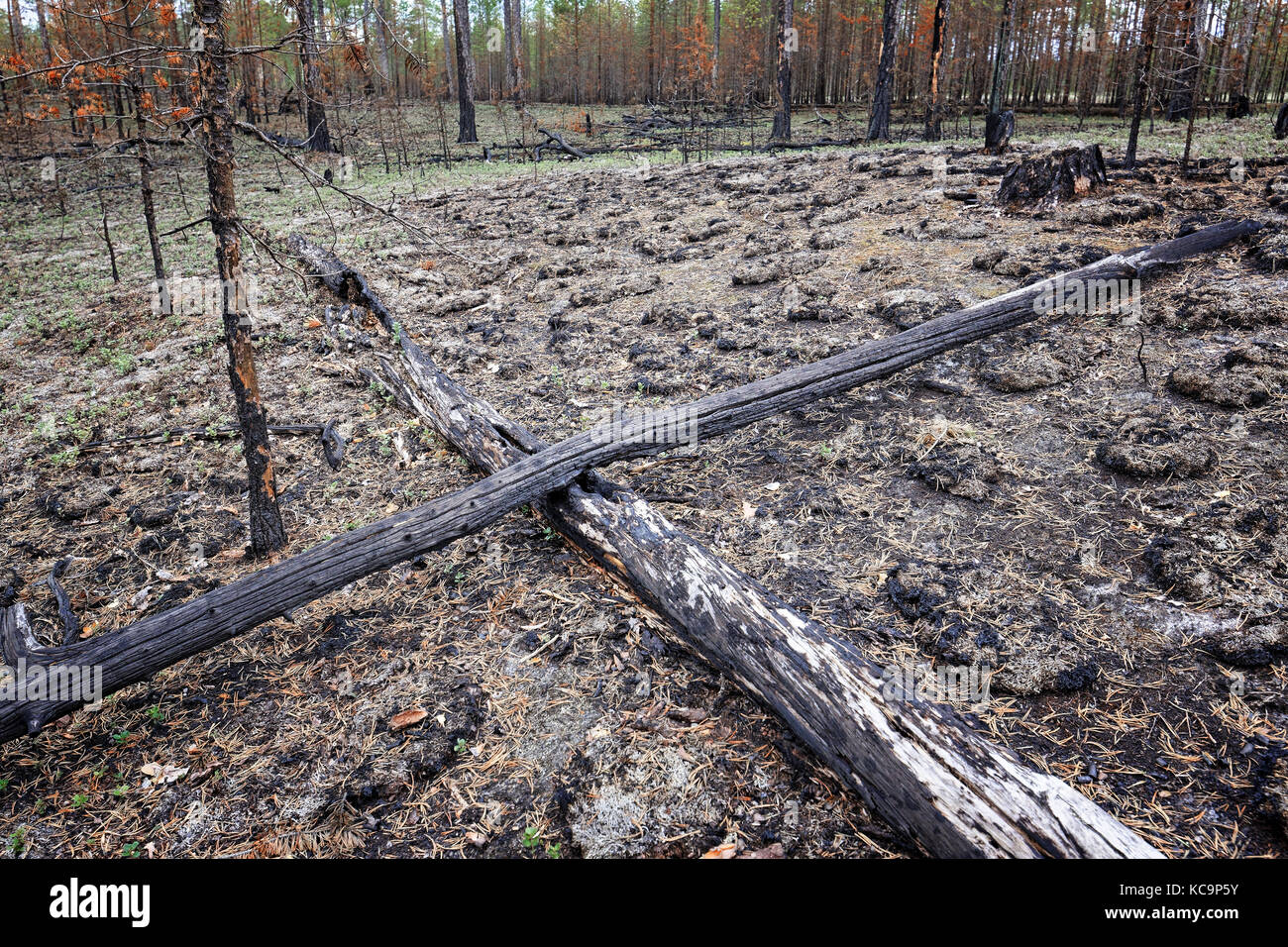 The area burnt by forest fire in taiga of Siberia Stock Photo - Alamy