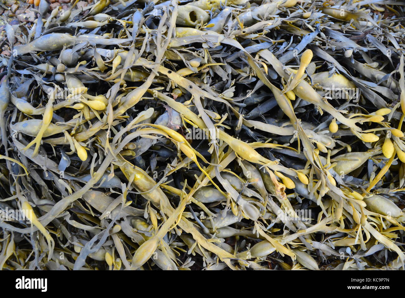 Green seaweed photosynthesis hi-res stock photography and images - Alamy