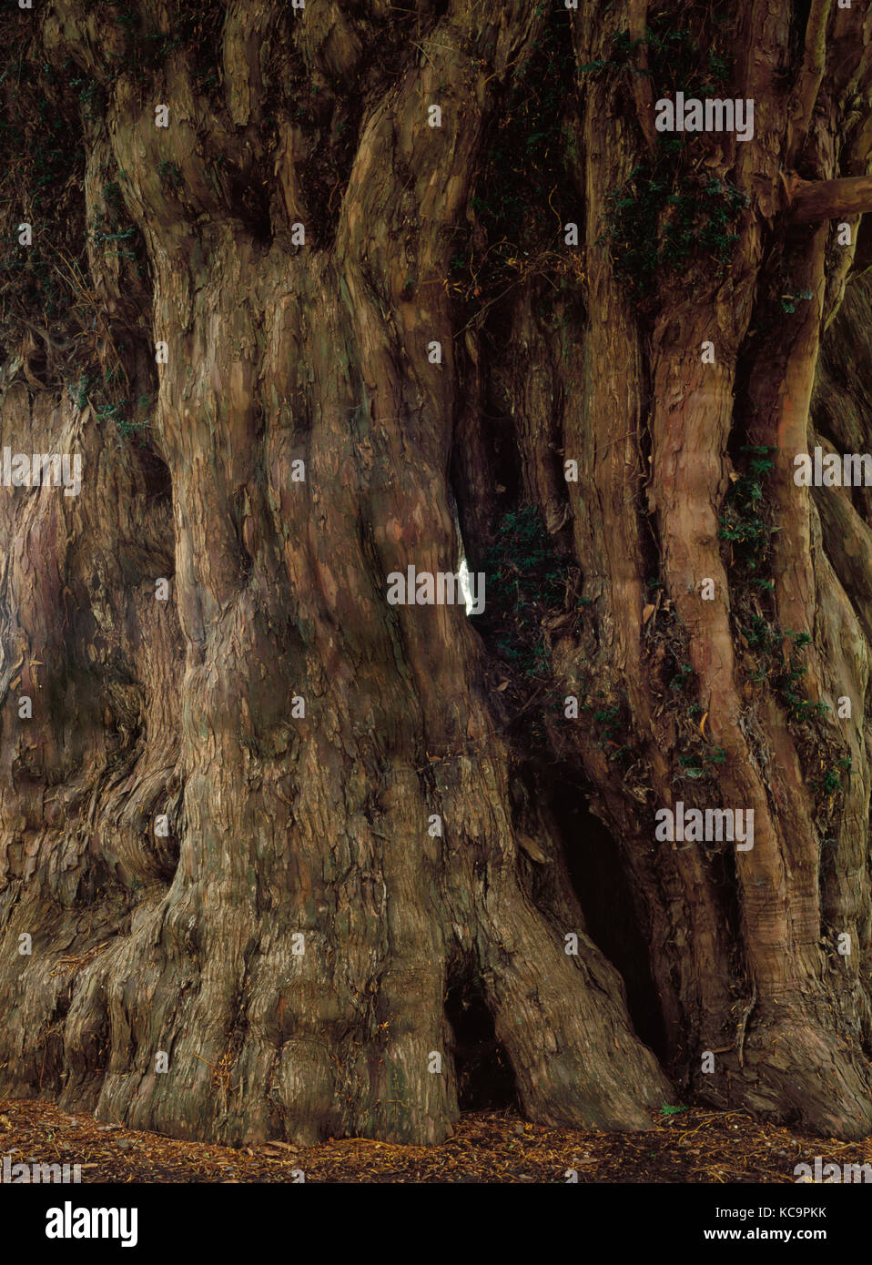 Ancient churchyard yew tree, Compton Dundon, Somerset, England ...