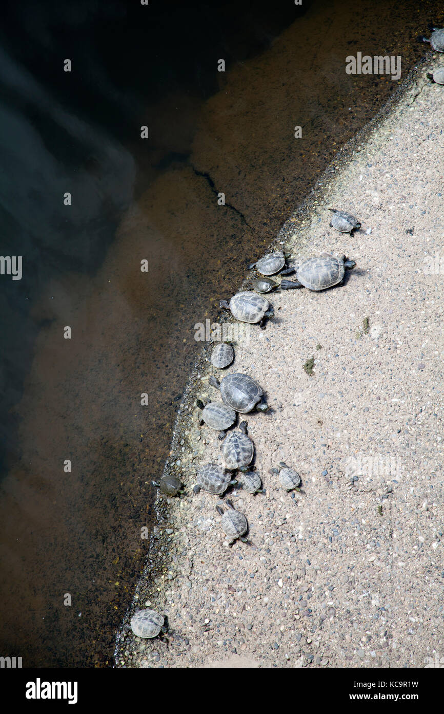 Turtles on Delaware River Embankment in New Hope PA - USA Stock Photo ...