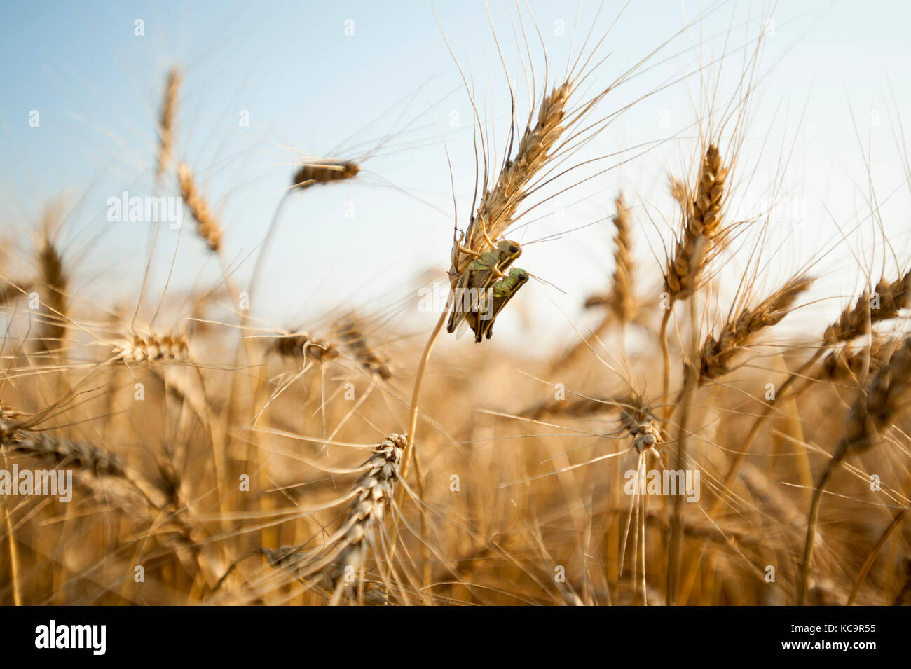 MATING GRASSHOPPERS ON A STALK OF WHEAT IN A NORTH DAKOTA FIELD Stock ...