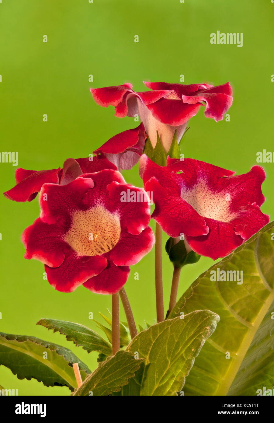beautiful red Indoor flowers gloxinia on green close to Stock Photo - Alamy