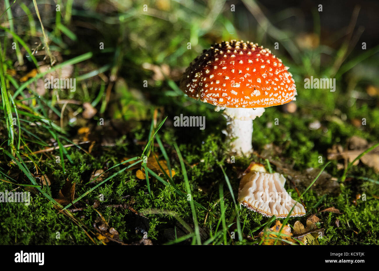Amanita muscaria red mushroom with white spots and green forest ...
