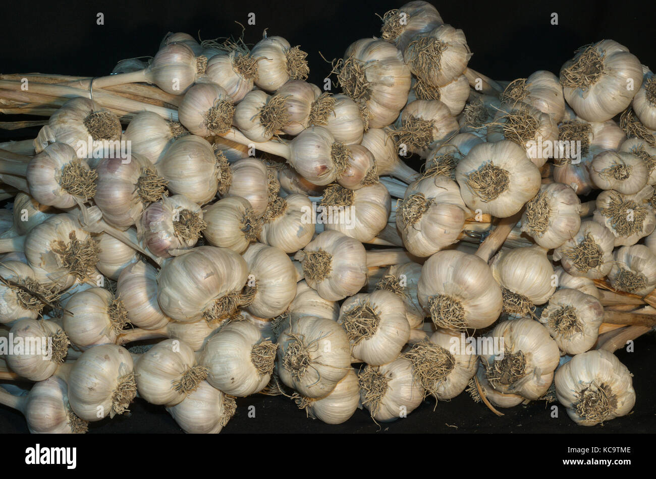 Garlic Bunch on Black Background Stock Photo - Alamy