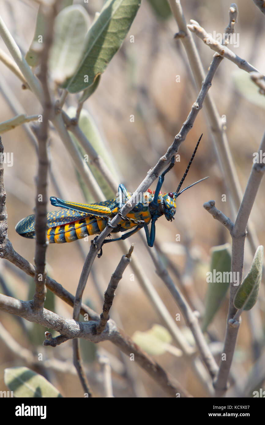 Rainbow Bush Locust pearched in Milkweed bush, Isalo National Park ...