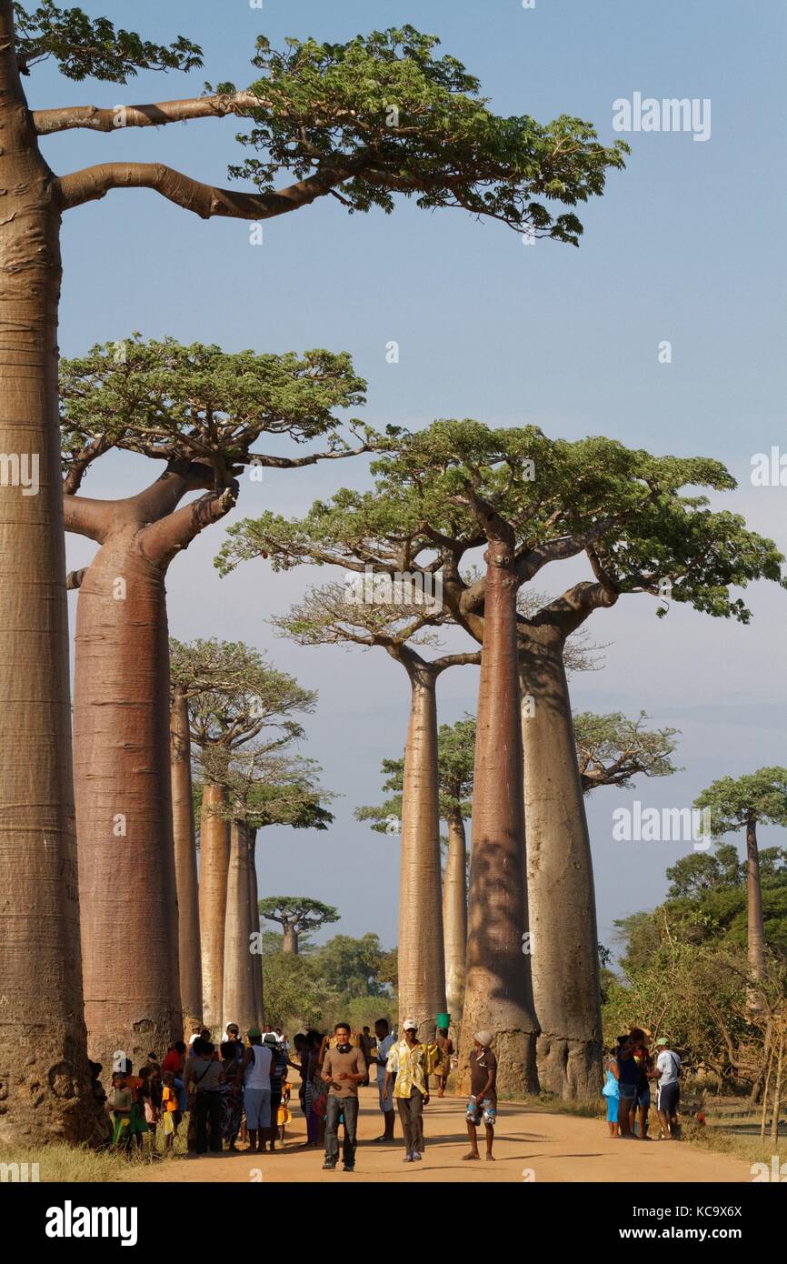 MORONDAVA, MADAGASCAR, November 21, 2015 : Alley of the Baobabs is a ...