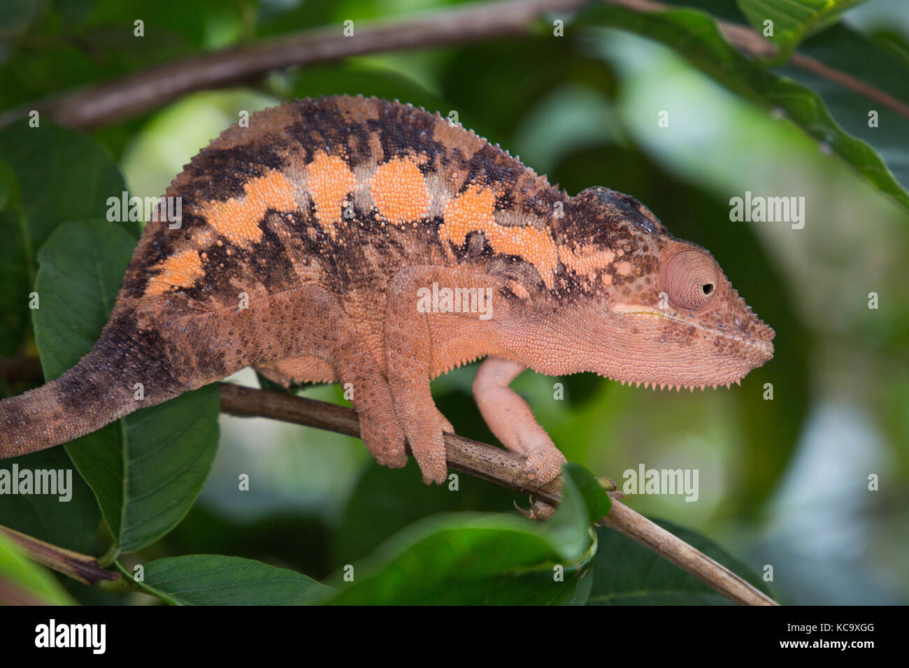 Resting chameleon hi-res stock photography and images - Alamy
