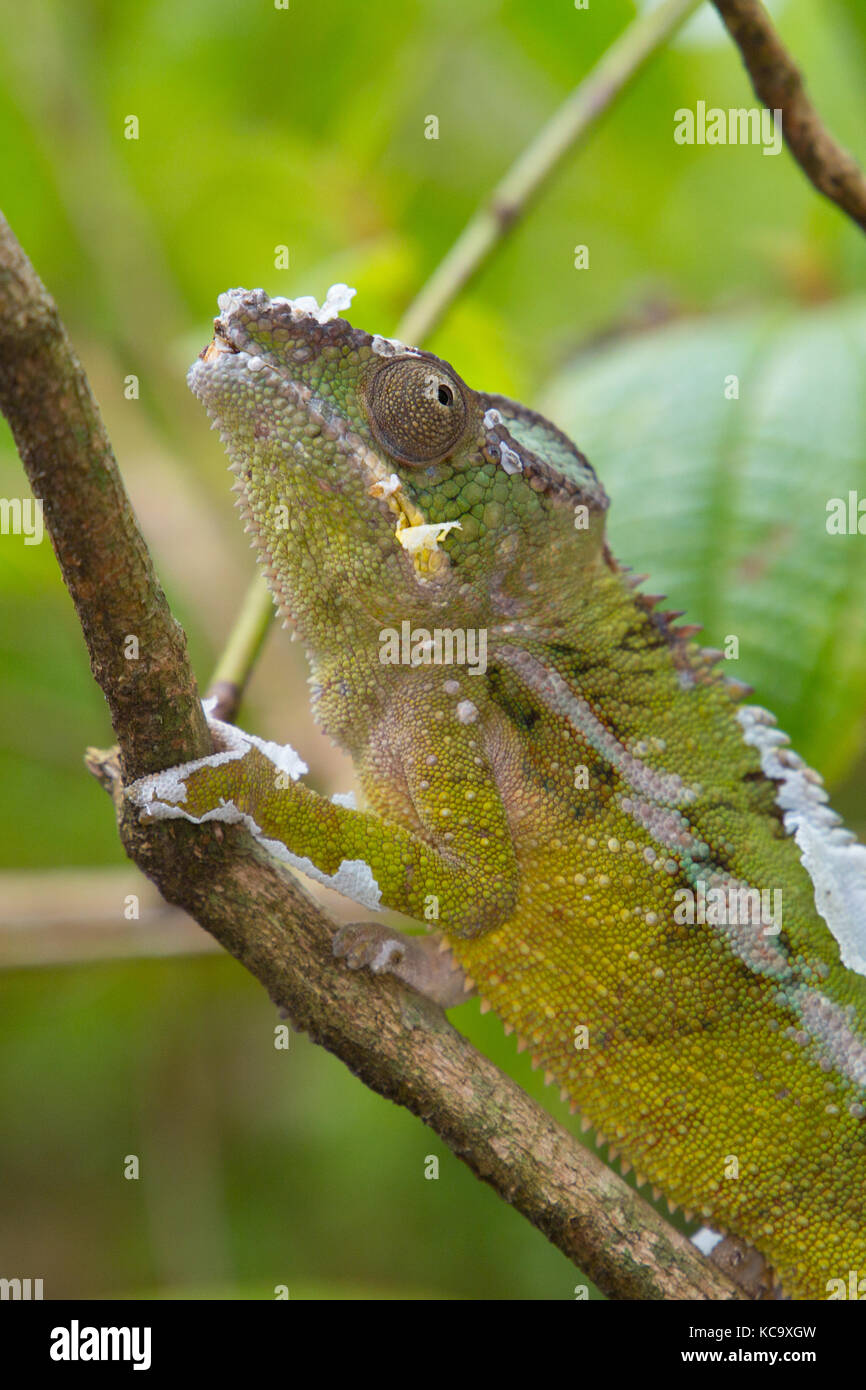Chameleon shedding skin, Madagascar, 2017 Stock Photo - Alamy