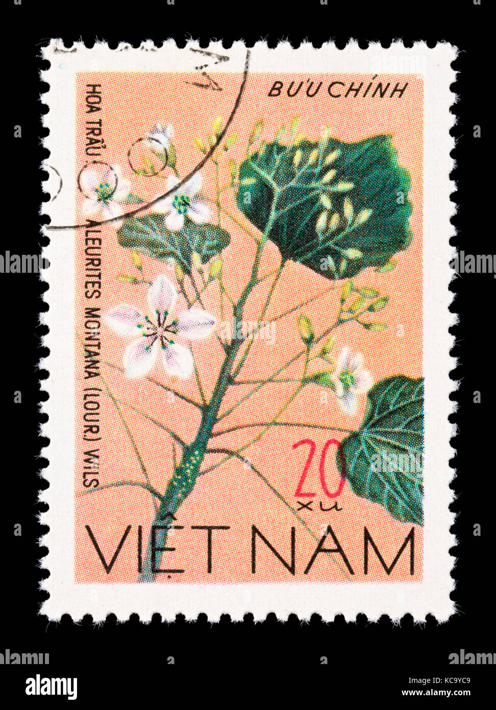 Postage stamp from Vietnam depicting mu oil tree (Aleurites montana ...