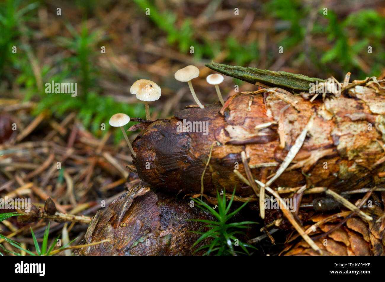 Conifere caps (Baeospora myosura) inhabit the cone of a spruce Stock ...