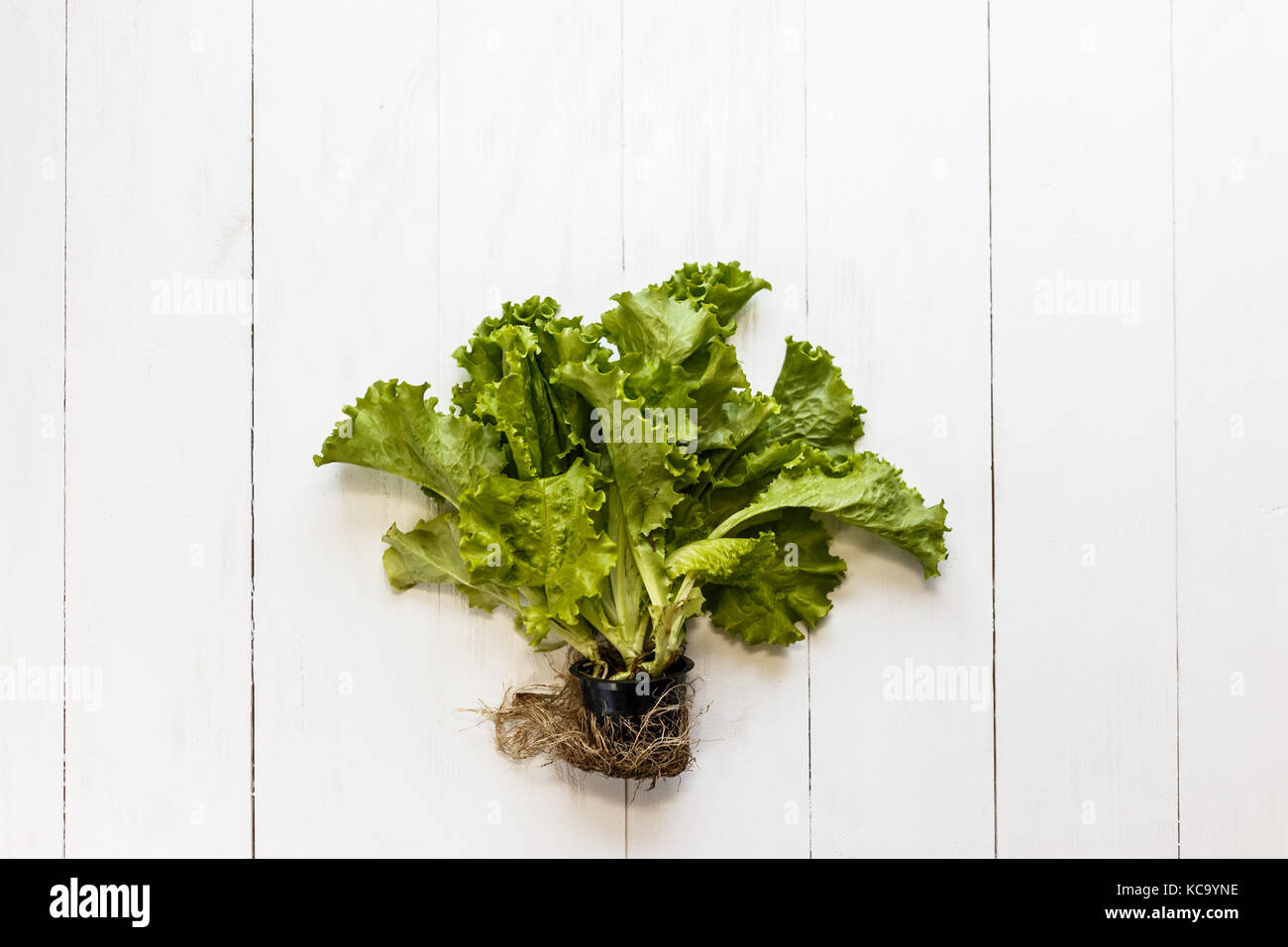 Lettuce with root and soil on white rustic background Stock Photo - Alamy
