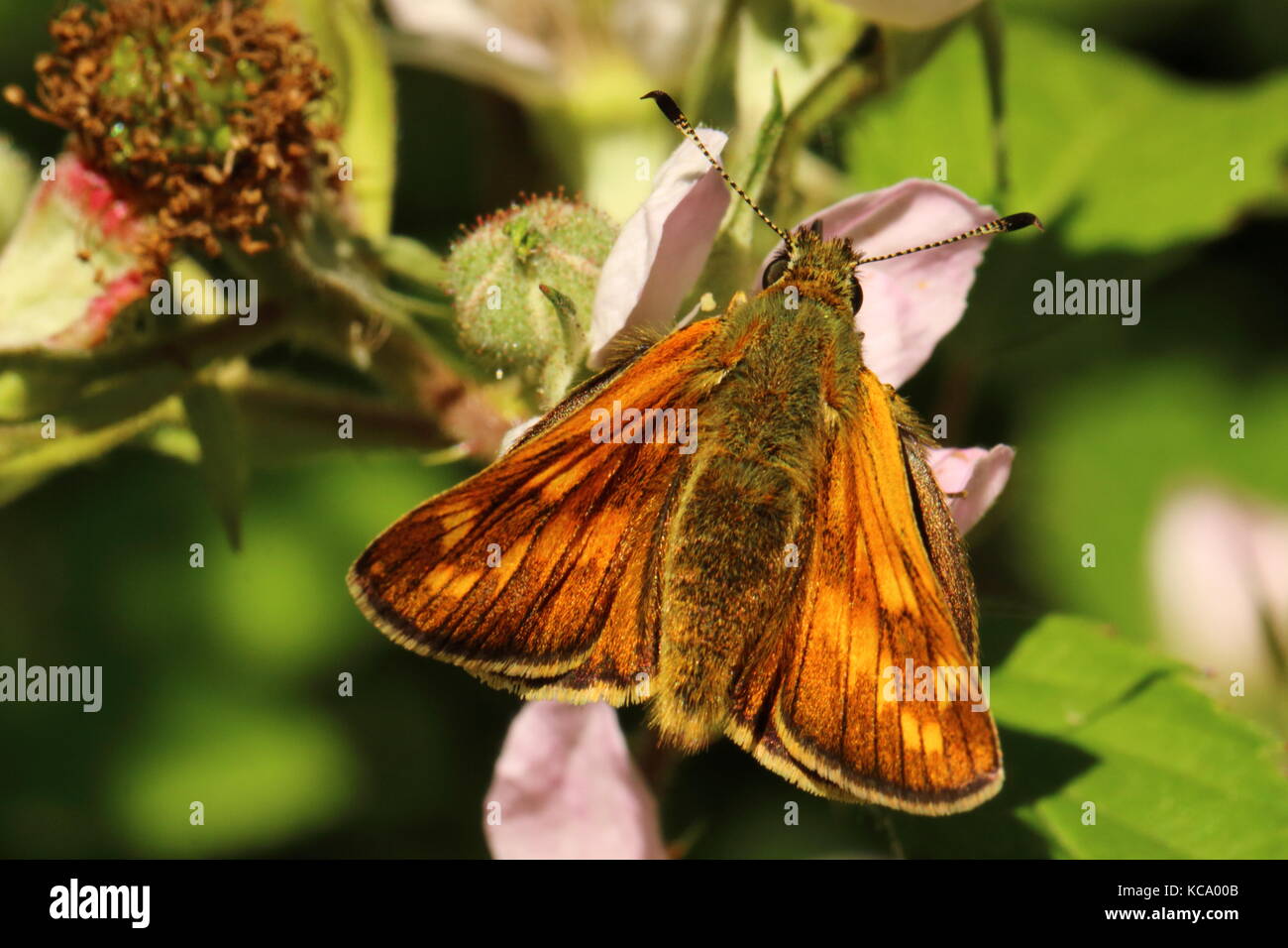 Female large skipper butterfly hi-res stock photography and images - Alamy