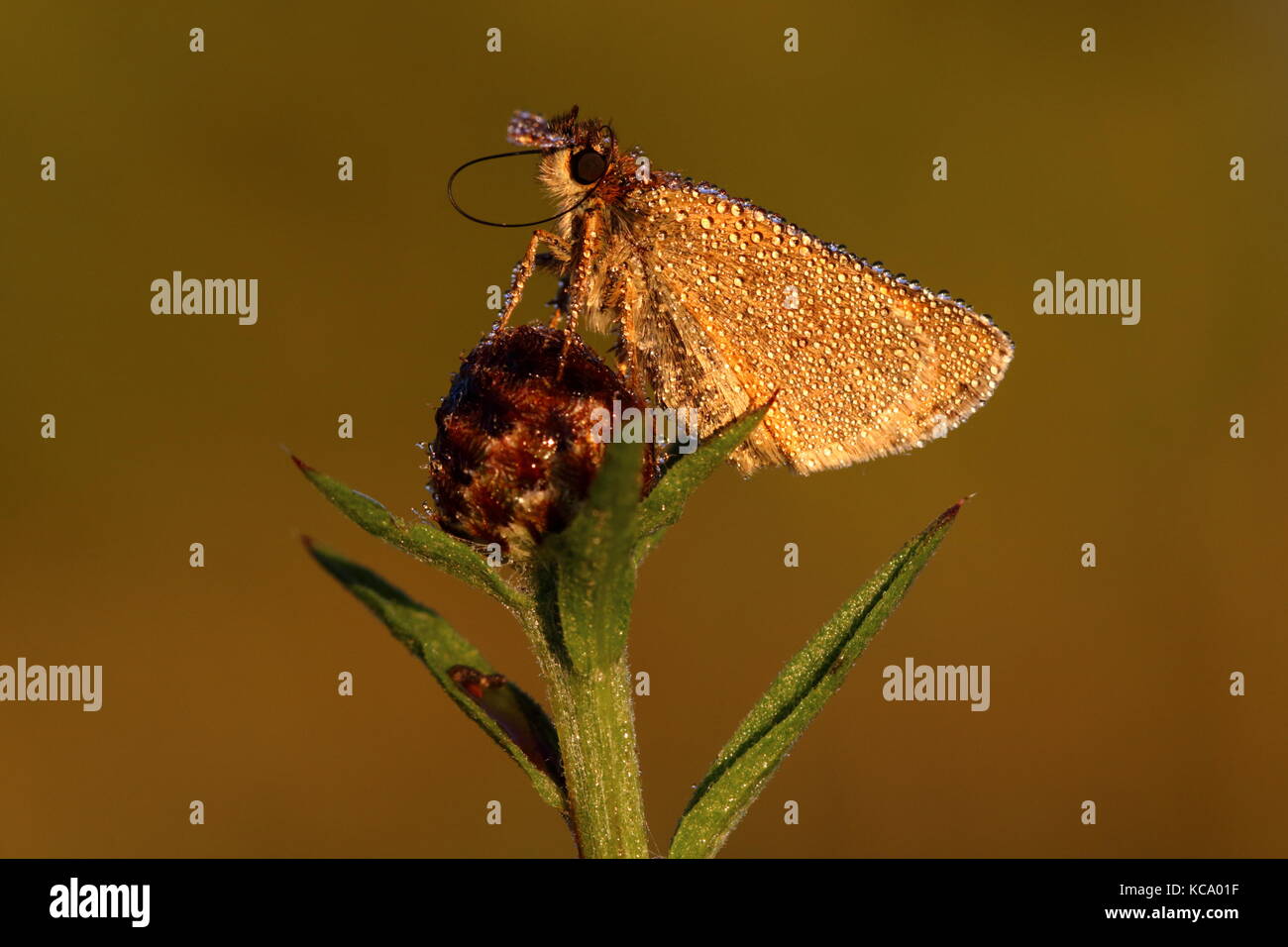 Female Small Skipper butterfly Stock Photo - Alamy