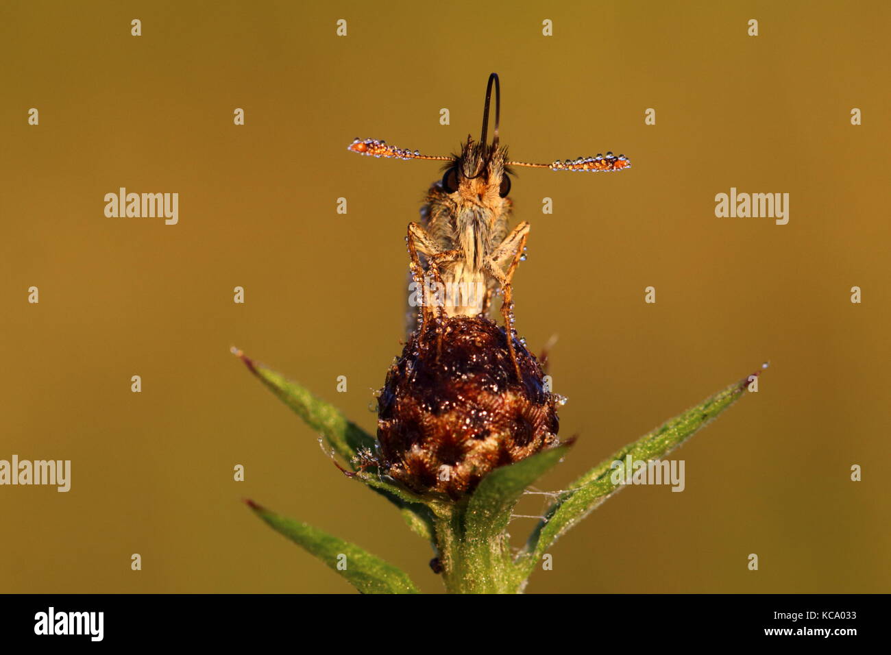 Female Small Skipper butterfly Stock Photo - Alamy