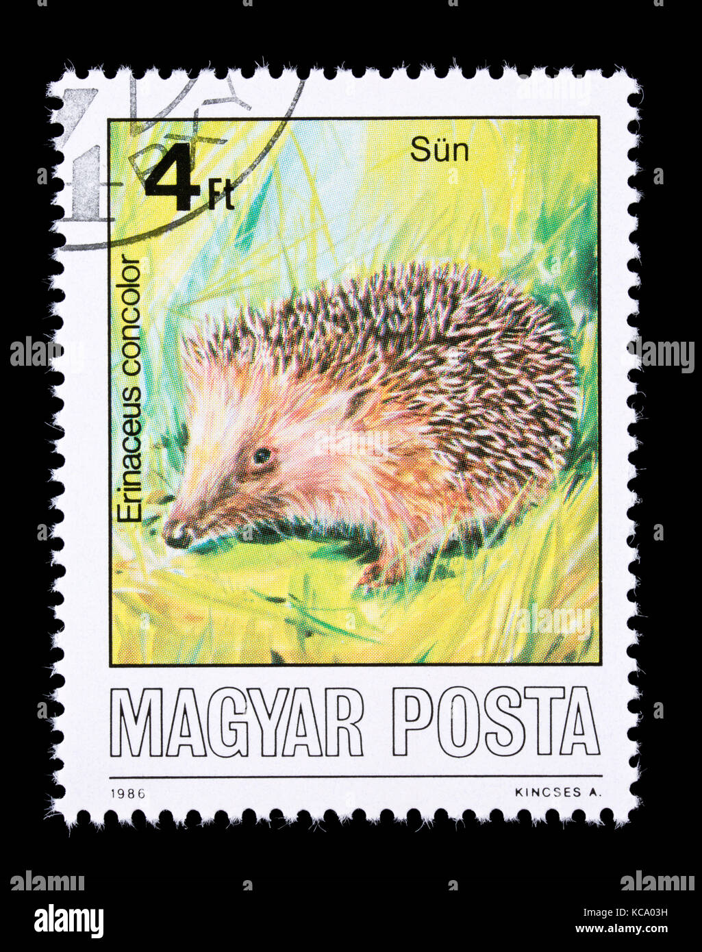 Postage stamp from Hungary depicting southern white-breasted hedgehog ...