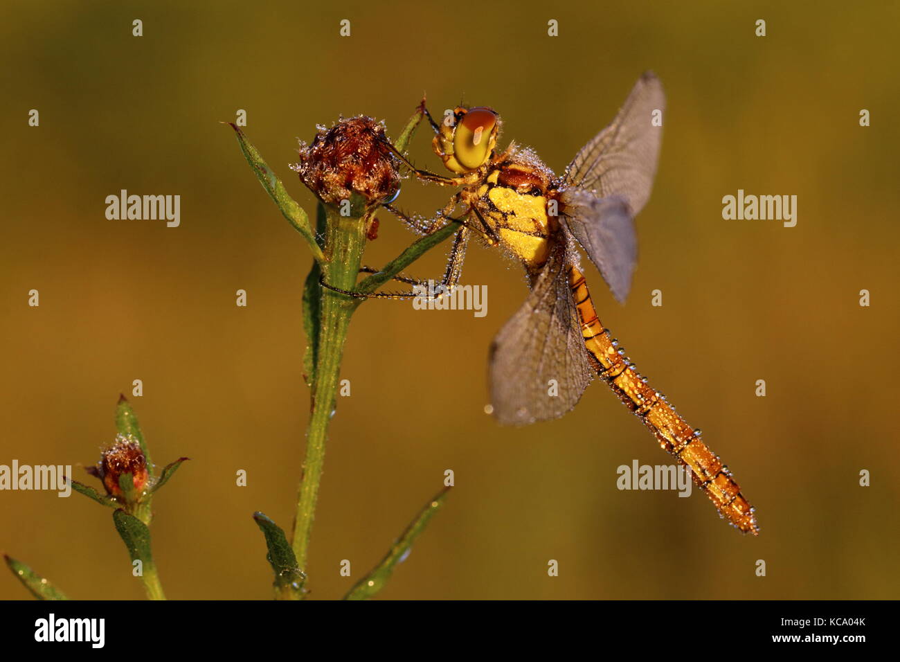 Female Common Darter dragonfly Stock Photo - Alamy