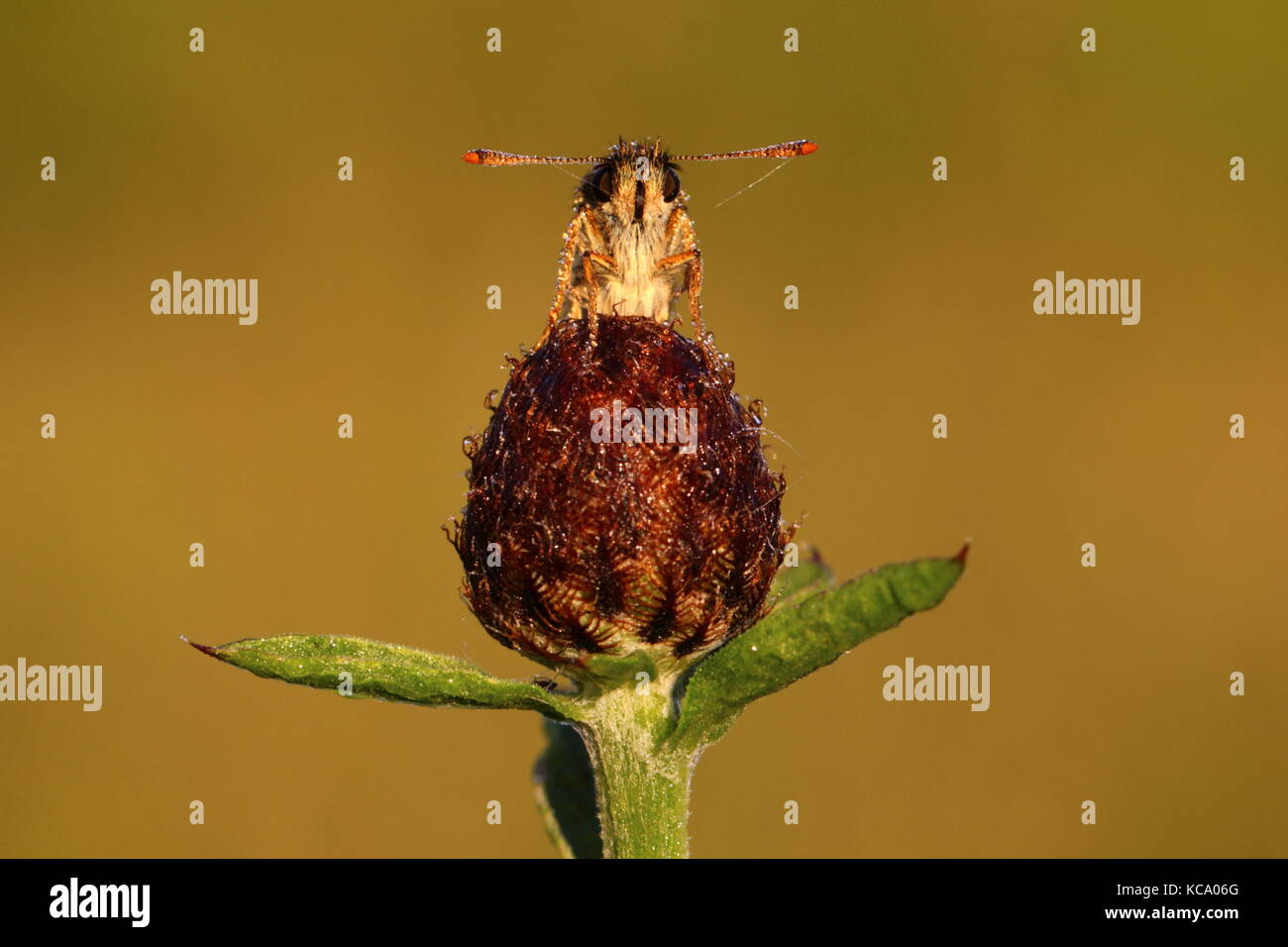 Female Small Skipper butterfly Stock Photo - Alamy