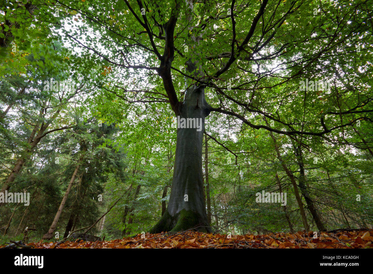 Giant European beech in a forest Stock Photo - Alamy