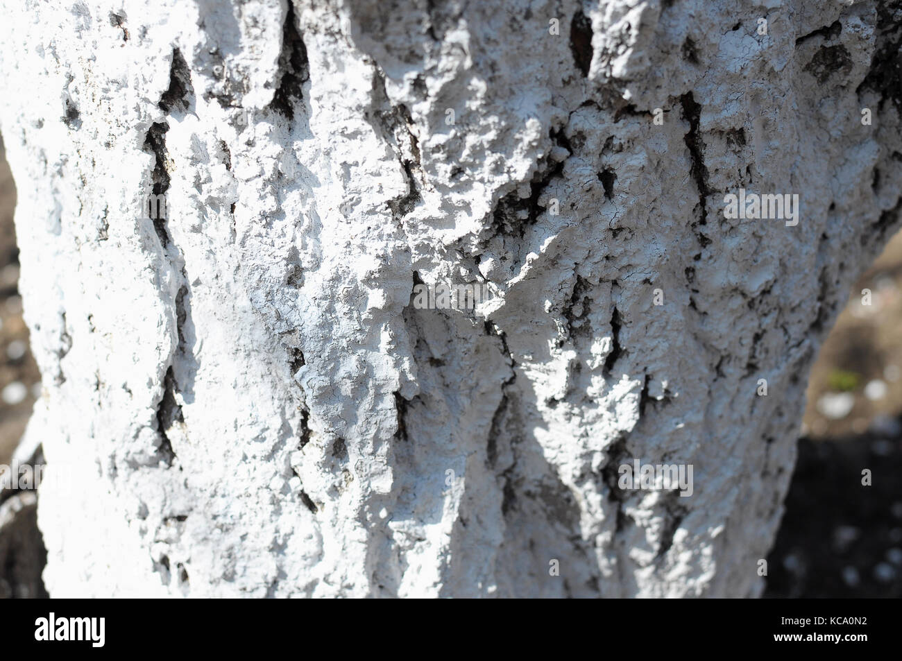 Close-up detail of whitewashed apricot tree trunk. Texture background ...