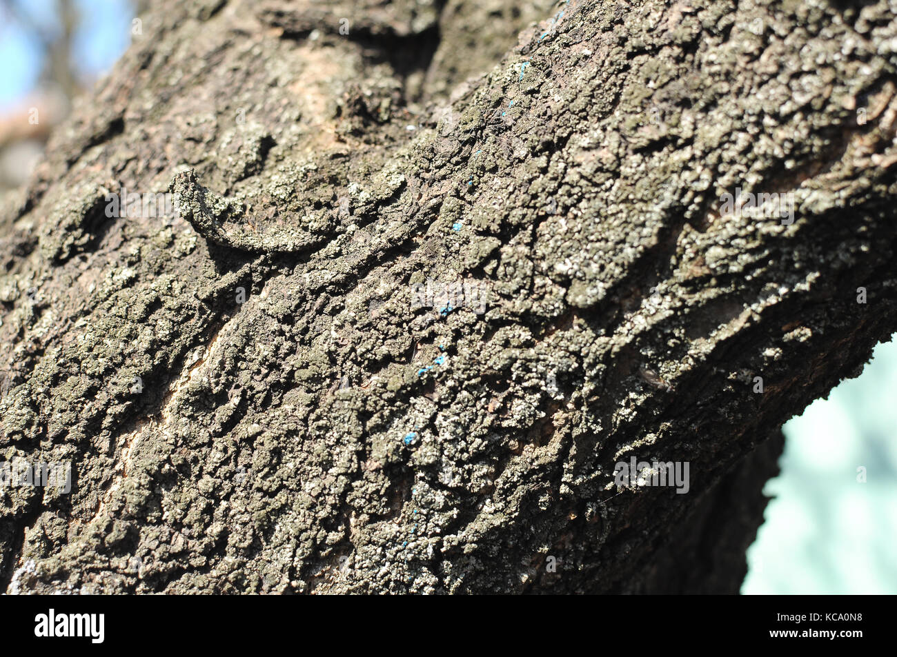Old apricot tree bark texture or background. Close-up image Stock Photo ...